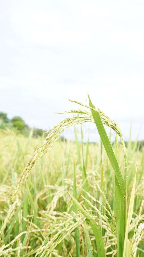 The Golden Rice Plants Will Soon Ripen Stock Photo - Image of ...