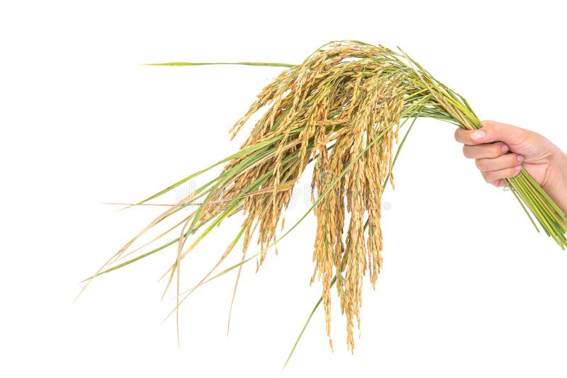 Golden rice spikes, stock photo. Image of growth, agricultural - 69359128