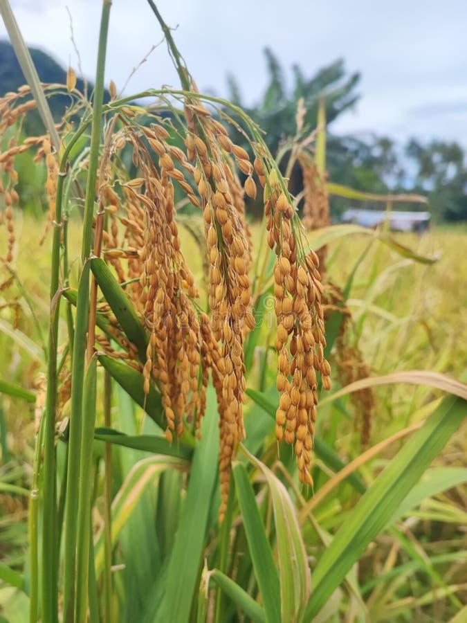 The Golden Rice Stalks Sway Gently in the Breeze. a Peaceful Scene ...