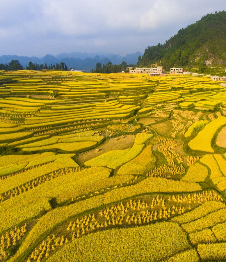 Rice Terraced Fields Wengjia Longji Longsheng Hunan China Stock Photo ...
