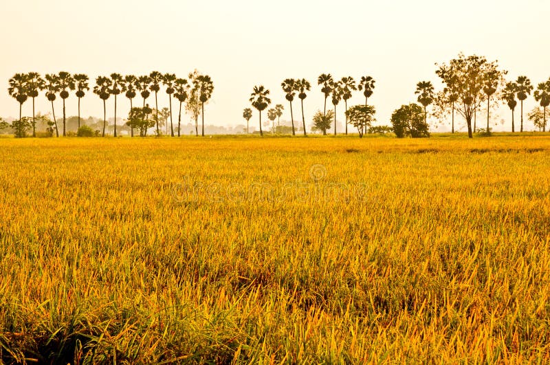 Golden rice. stock image. Image of brown, environment - 32023139
