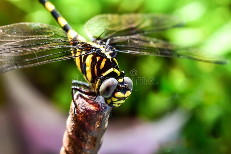 Golden ring dragonfly stock photo. Image of black, ring - 194101934