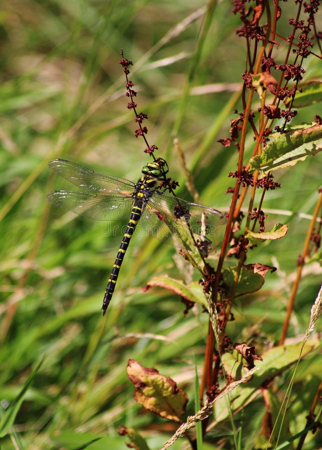 Golden-ringed Dragonfly Close-up Stock Photo - Image of yellow, macro ...