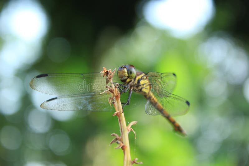 Golden ringed Dragonfly stock photo. Image of insects - 309379118