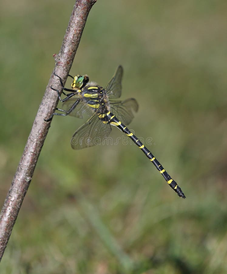 Golden Ringed Dragonfly stock photo. Image of nature - 83364150
