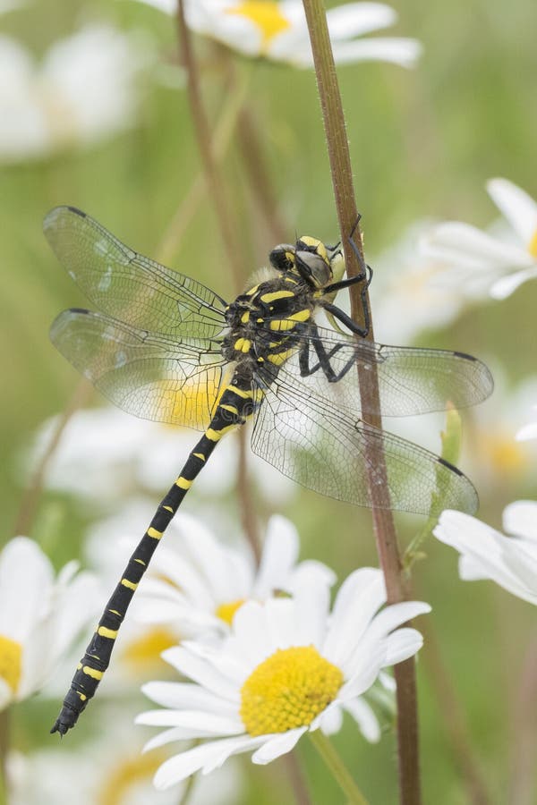 Golden Ringed Dragonfly on Southampton Common Stock Photo - Image of ...