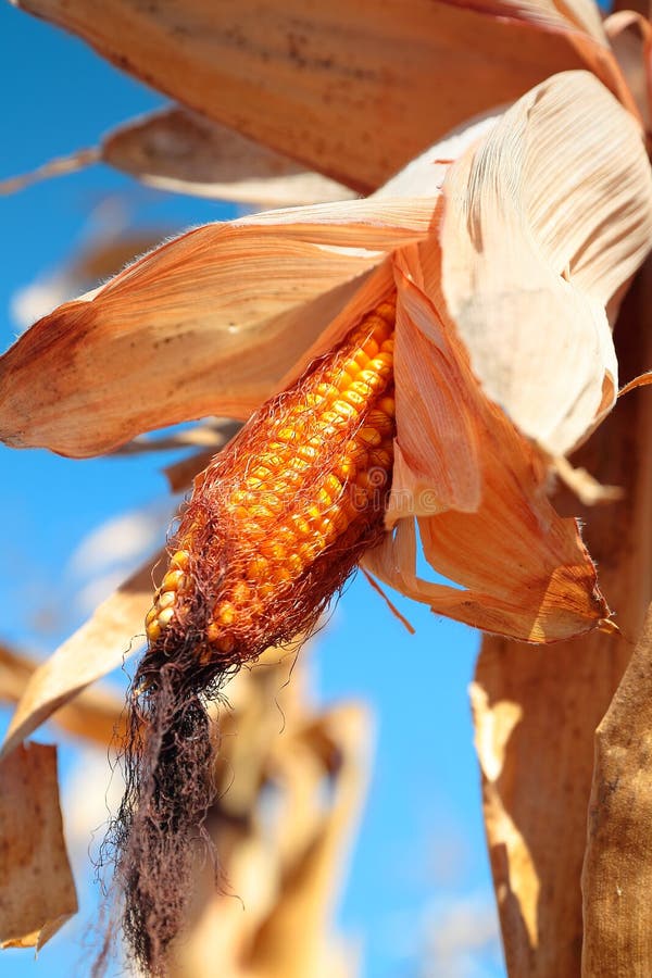 212,070 Corn Plant Photos - Free & Royalty-Free Stock Photos from ...