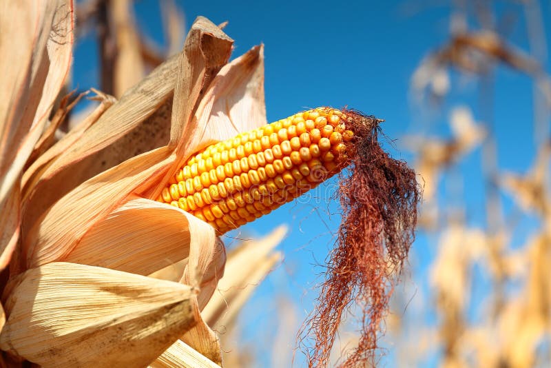 Golden ripe corn plant stock photo. Image of industry - 45037524