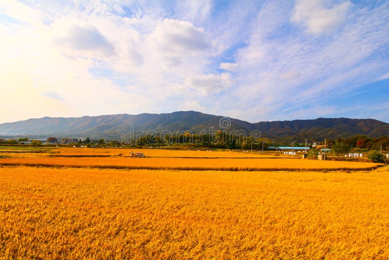 Golden Ripe Rice Field in Korea Stock Image - Image of cultivate, fall ...