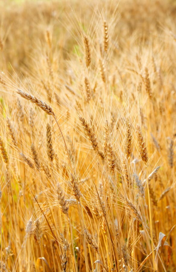 Golden Ripe Rye on the Field Stock Image - Image of agriculture, arable ...