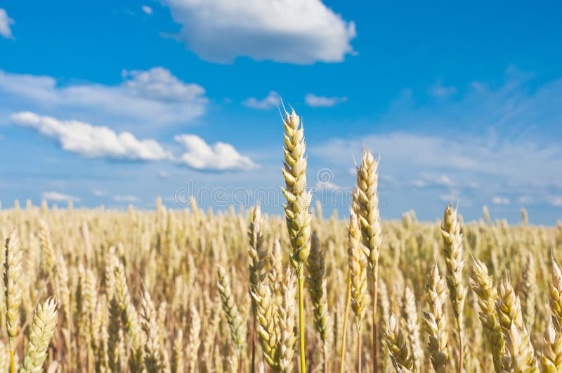 Golden, ripe wheat stock image. Image of ripe, corn, backgrounds - 26845737