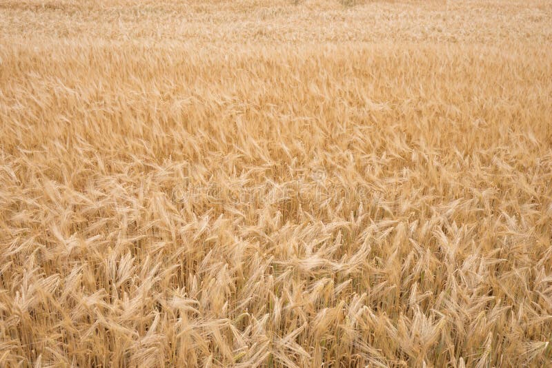 Golden Ripe Wheat Background Stock Photo - Image of cereal, environment ...