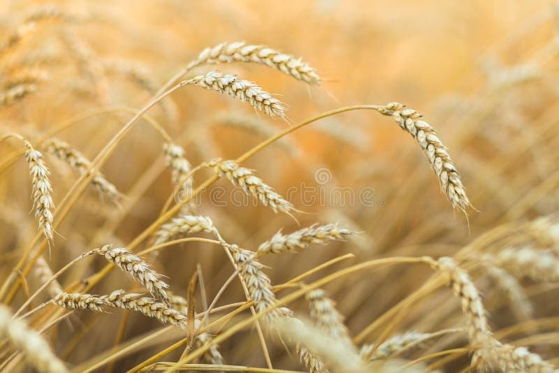 Golden Ripe Wheat Field Background Stock Photo - Image of plant ...