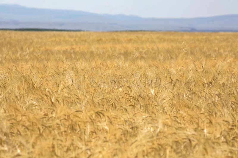 Golden ripe wheat field stock image. Image of seed, wheat - 77282345
