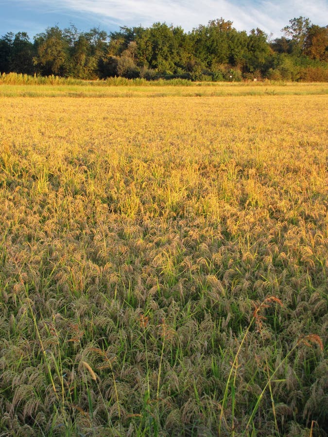 Golden rise stock image. Image of fall, autumn, outdoor - 16419067