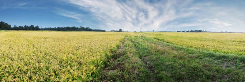 Golden rise stock photo. Image of relax, tree, road, nature - 16419144