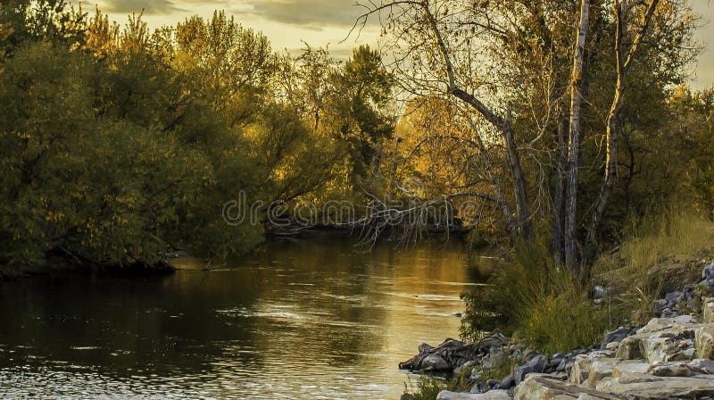 Golden River stock photo. Image of plants, gold, sunset - 161921628