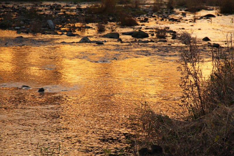 Golden river stock photo. Image of flowing, environment - 63651458