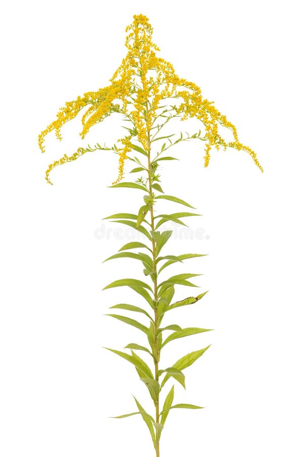 Goldenrod stock image. Image of medicine, solidago, herb - 272681