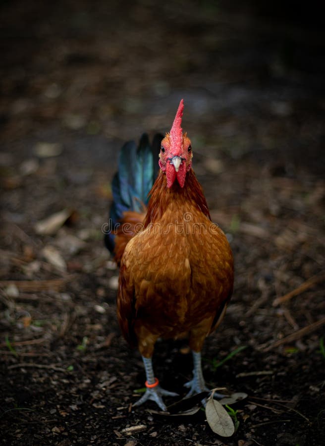 Golden Rooster Standing on the Ground Surrounded by Branches and Leaves ...