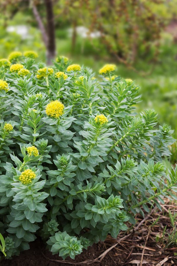 Golden Root, Roseroot, Aaron S Rod Stock Photo - Image of detail, food ...