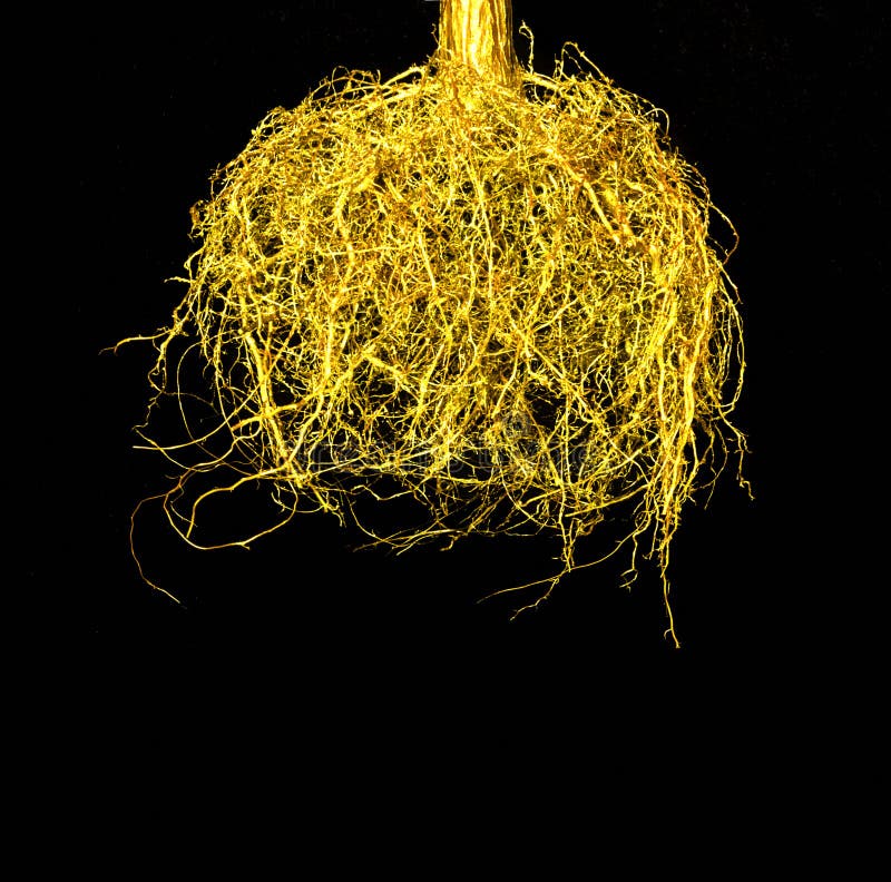 Golden Root, Roseroot, Aaron S Rod Stock Photo - Image of detail, food ...
