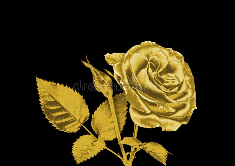 Golden Rose stock photo. Image of tulips, bouquet, black - 96014564