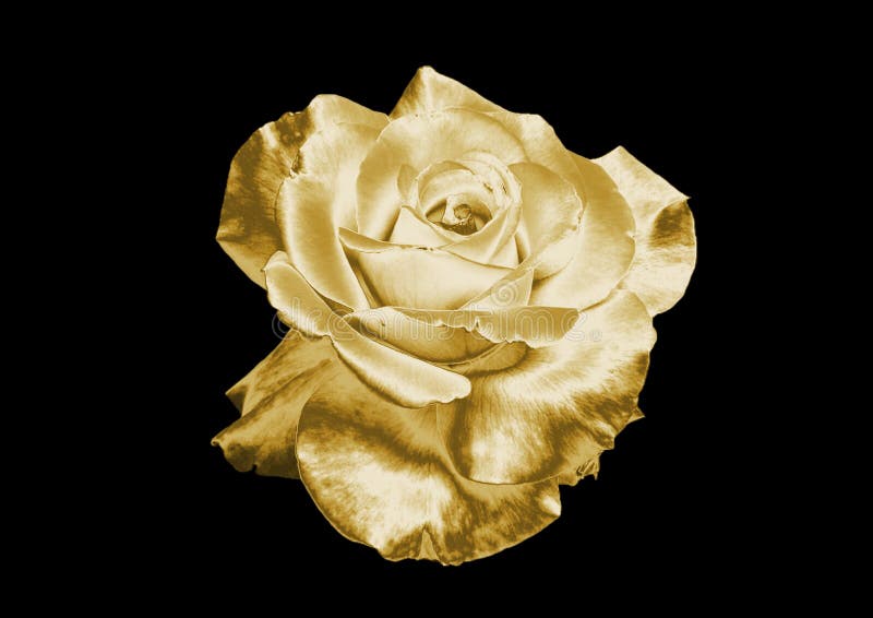 Golden Rose stock photo. Image of flowers, close, abstraction - 96018714
