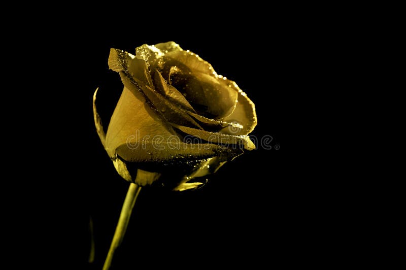 Golden Rose stock photo. Image of flower, brown, drop - 47153482