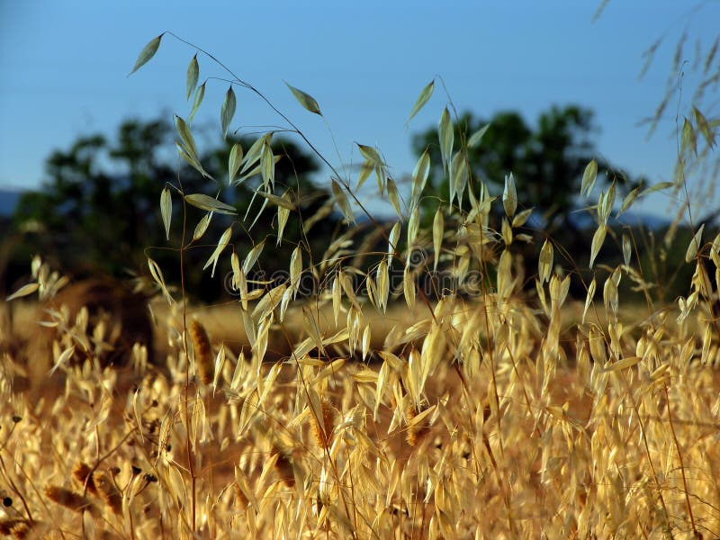 Golden Rye Picture. Image: 155623