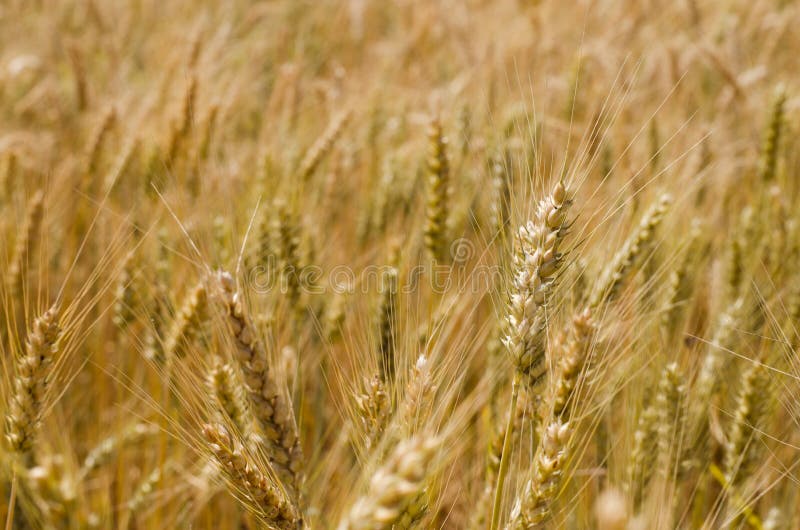 Golden rye field stock photo. Image of harvest, seasonal - 56700690