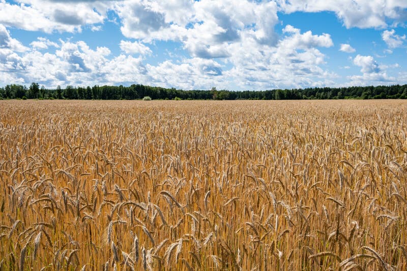 Golden rye field in summer stock photo. Image of clouds - 240523472