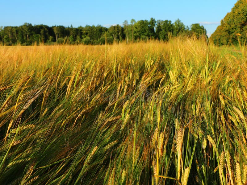 Golden rye field in summer stock photo. Image of landscape - 56472068