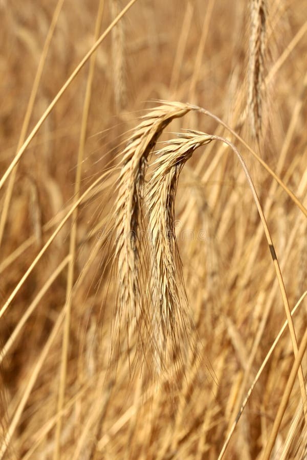 Golden Rye Field on Sunny Day Stock Image - Image of grass, fall: 74343063