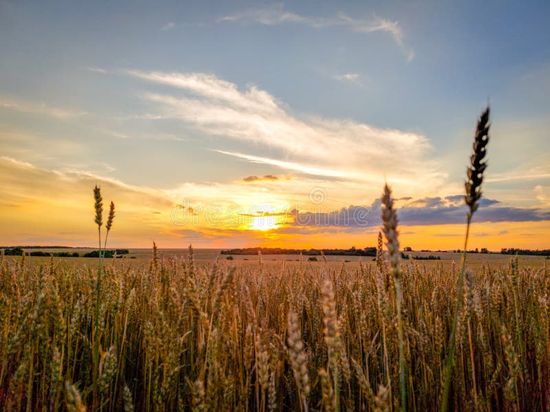 Golden rye field at sunset stock photo. Image of nature - 256716242