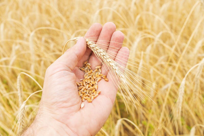 Golden Rye in Hand Over Field Stock Image - Image of harvest, field ...