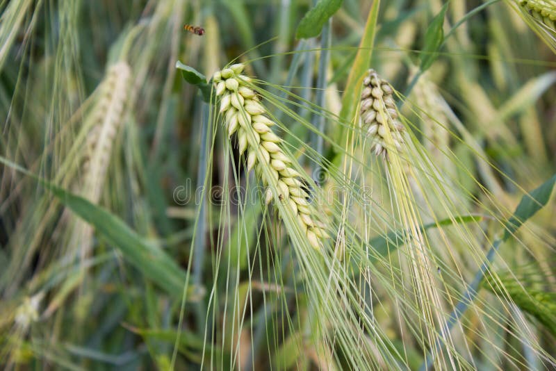 Golden Rye Secale Cereale, Close-up Stock Image - Image of farmers ...