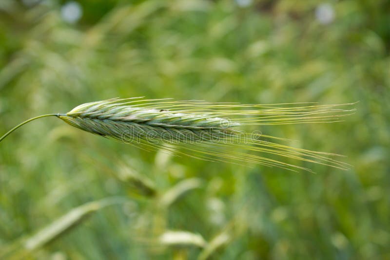 Golden Rye Secale Cereale, Close-up Stock Image - Image of farmers ...