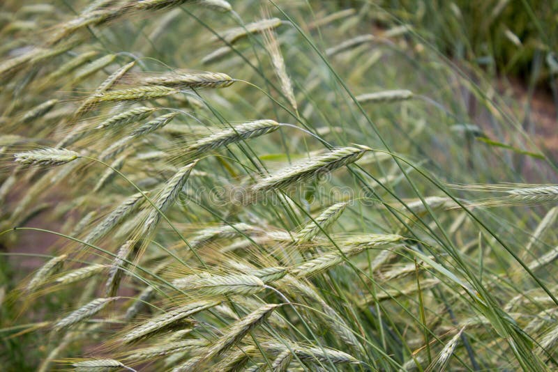 Golden Rye Secale Cereale, Close-up Stock Photo - Image of golden ...