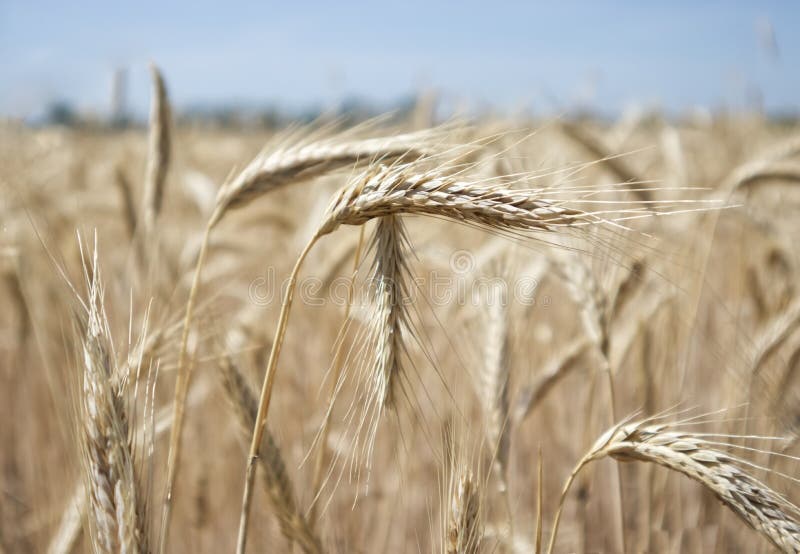 Golden Rye or Wheat Sways in the Wind in a Field Close-up Stock Image ...