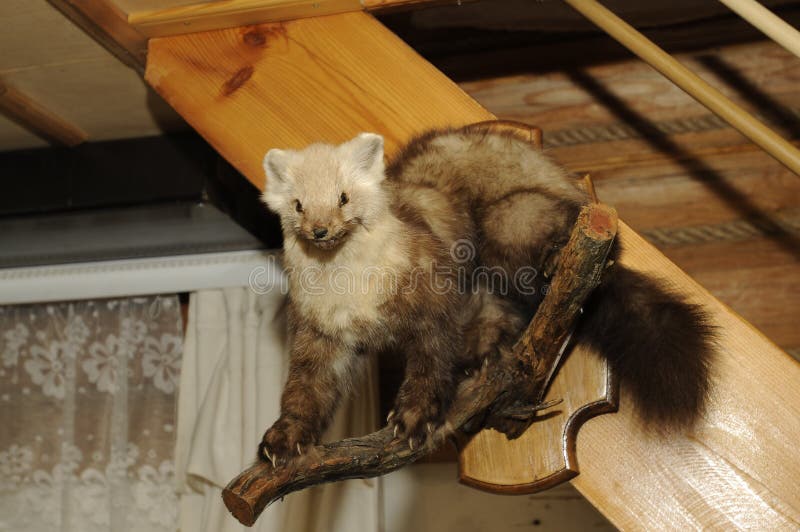 Golden sable stock photo. Image of family, wall, mammal - 69149234