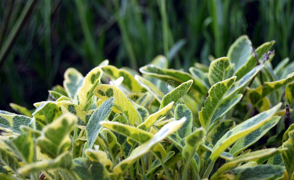 Golden Sage stock photo. Image of cultivate, chef, horticulture - 2652728