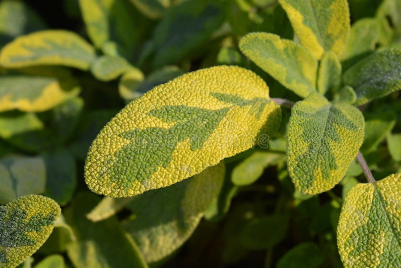 Golden sage Aurea stock image. Image of officinalis - 165013321
