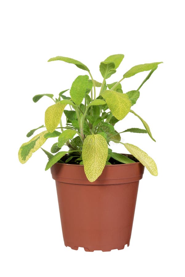 Golden sage plant stock image. Image of fresh, background - 31244201