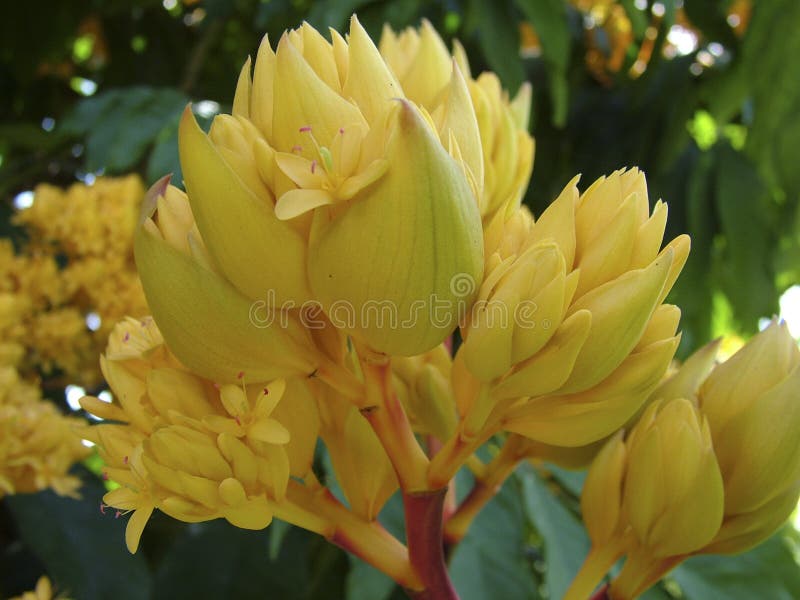 Golden Saraca in Bloom stock photo. Image of plants, blooming - 38877028
