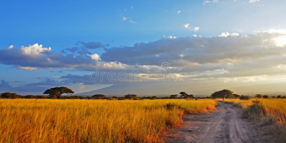 Golden savannah road stock photo. Image of land, path - 5112726