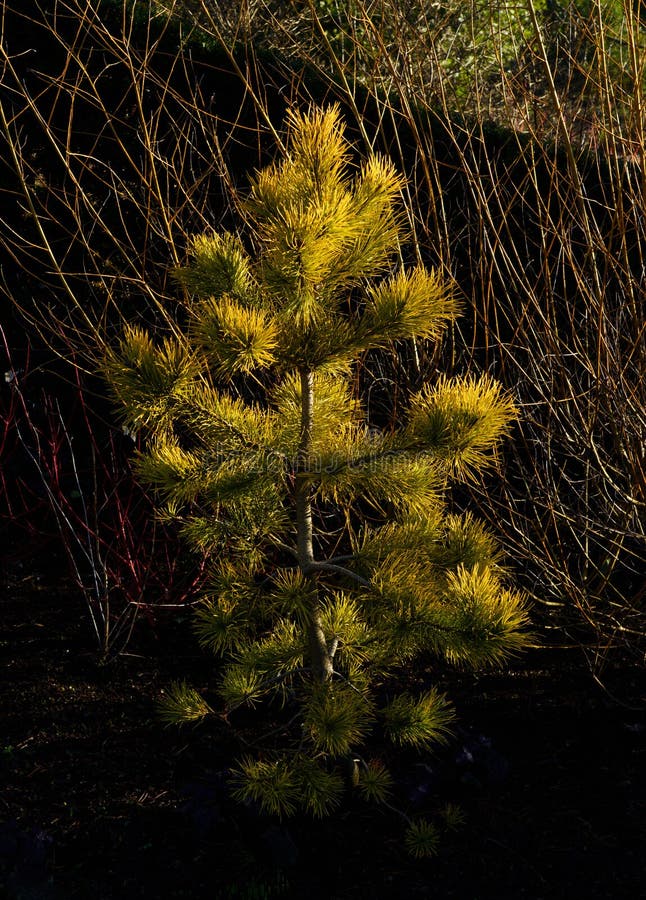 A Golden Scots Pine Stands Out Against Dark, Leafless Branches. Stock ...