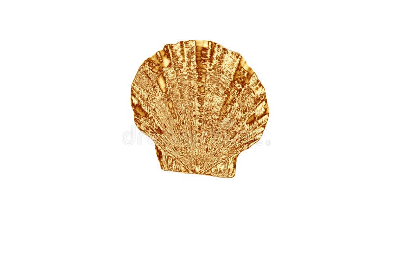 Golden Seashell Isolated on White Stock Image - Image of nature, price ...
