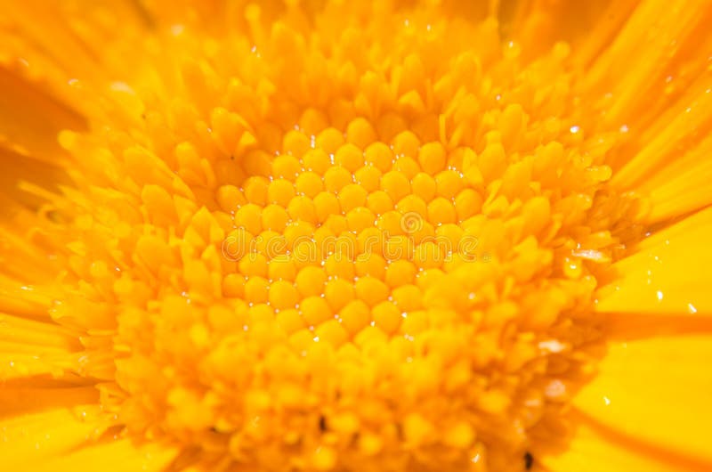 Golden section stock photo. Image of flower, yellow, bright - 72075616