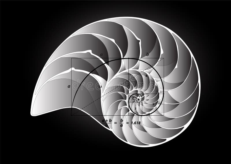 Golden Section on Shell stock vector. Illustration of abstract - 69373289